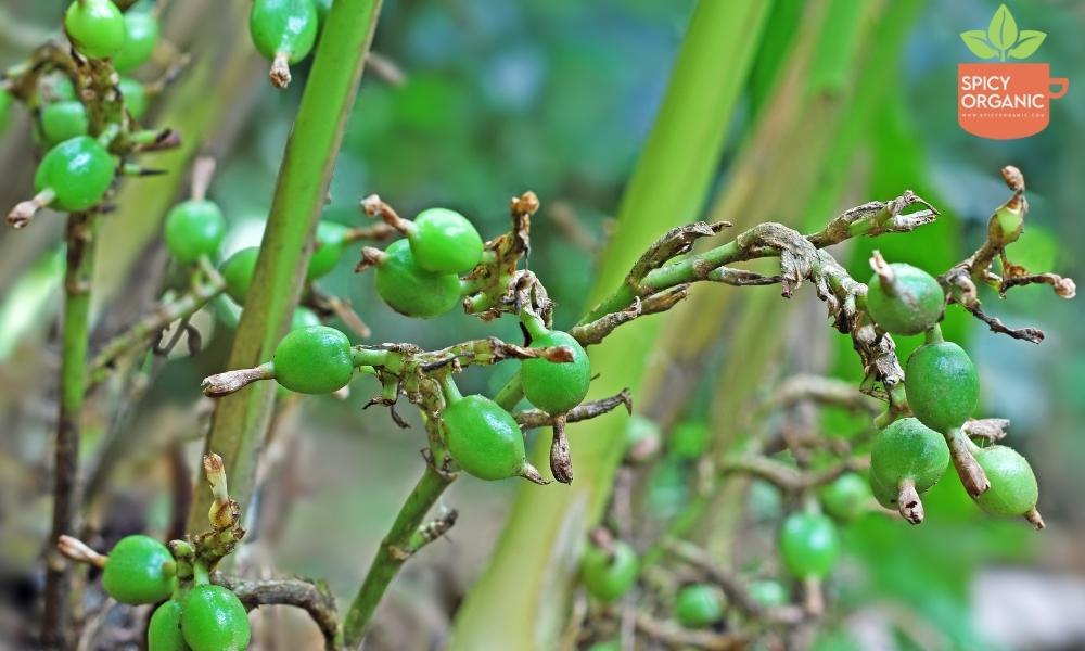 Cardamom, the Ultimate Spice for the Global Kitchen! | Spicy Organic